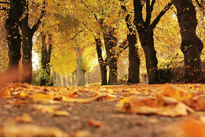 Embrace the Fall Vibes: Boost Your Mood with Color Therapy and the ...
